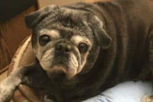 Caring for Senior Pugs What You Need to Know About