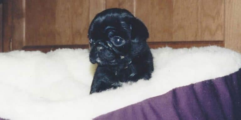 What You Need to Know About Training A Pug Puppy