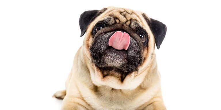 Can Pugs Eat Watermelon And Why It's An Awesome Snack