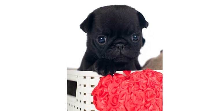 Teacup Pugs What You Need to Know About This Small Breed