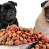 Can Pugs Eat Cheese Is It Safe and How To Feed It To Them