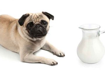 How Much Should A Pug Weigh and How to Prevent Obesity