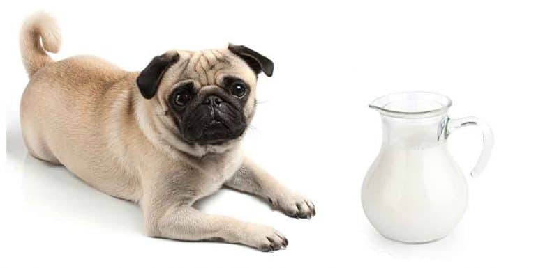 Can Pugs Drink Milk And The Best Milk to Give Your Puppy - Black Pug Site