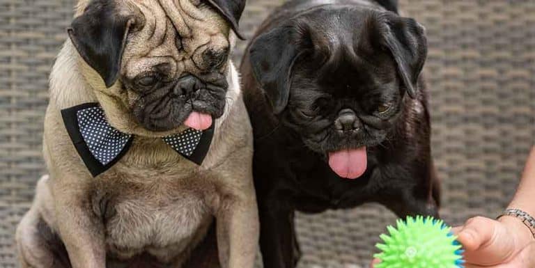 Do Pugs Fetch And The Best Way to Teach Them - Black Pug Site
