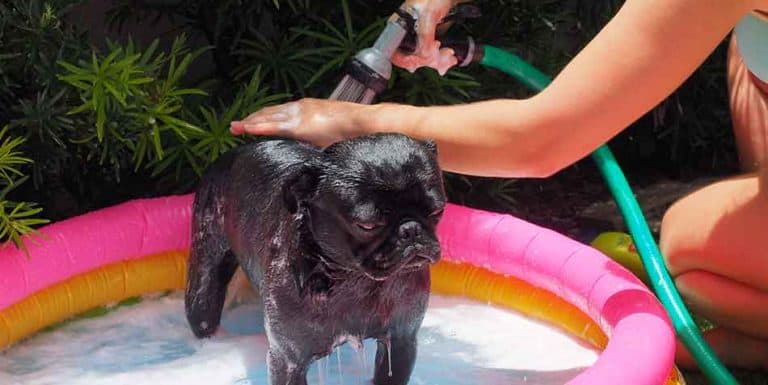 Do Pugs Like Baths What You Need to Know About Pug Care - Black Pug Site