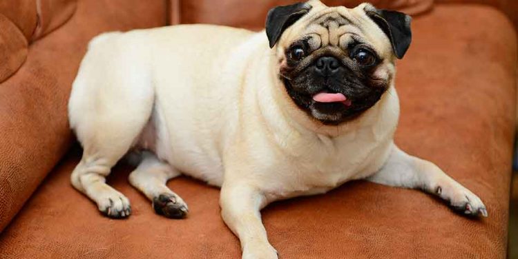 5 of The Best Furminator for Pugs and Where to Get Them - Black Pug Site