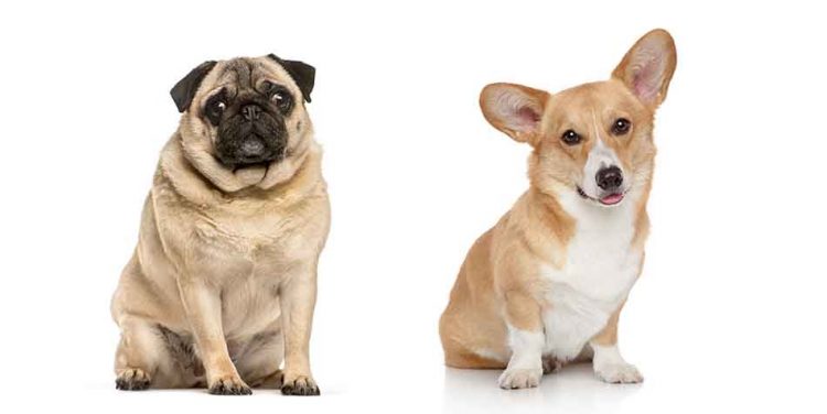 Is The Pug Corgi Mix A Good Dog Or Should You Avoid This Hybrid?