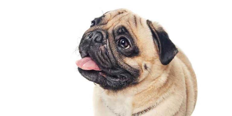 Why Do Pugs Scream Reasons And How to Get Them To Stop - Black Pug Site