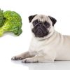 Why Do Pugs Howl? 8 Reasons You Need to Know About