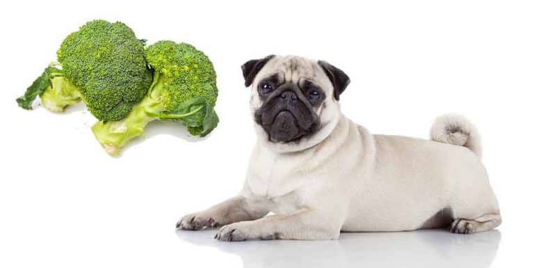 Can Pugs Eat Broccoli A Look At The Benefits