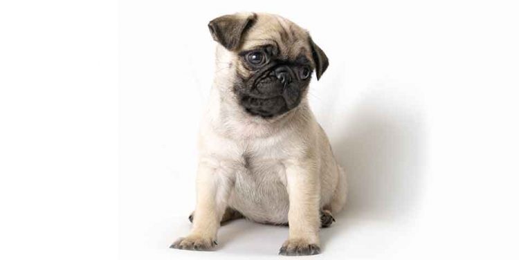 Can Pugs Get Pimples And What To Look For?