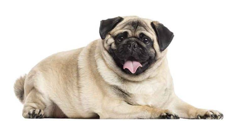 Do Pugs Sweat A Look At How Your Dog Perspires