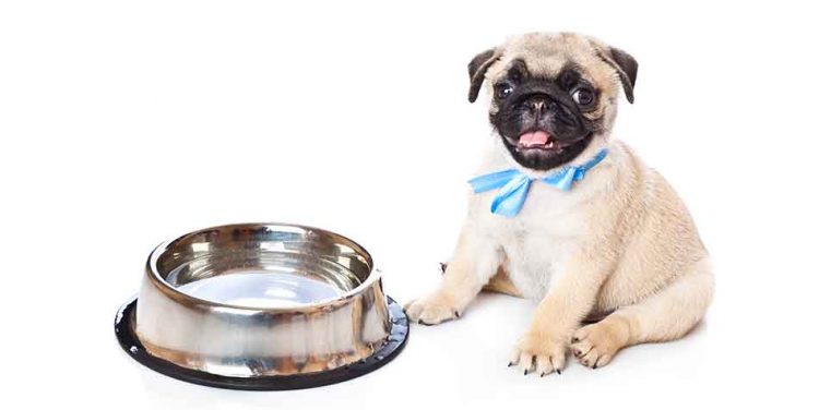 How To Get My Pug To Drink More Water In 14 Easy Steps