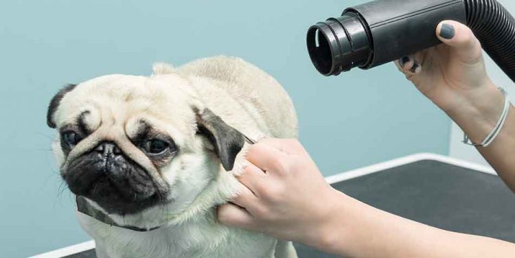 How To Groom A Pug At Home And The Tools You Need