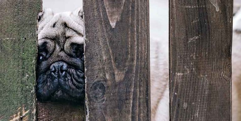 My Pugs Nose Is Dry And Cracked How to Treat it
