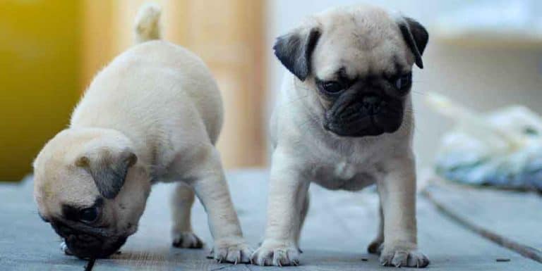Pug Proofing: How to Pug Proof Your Home The Right Way