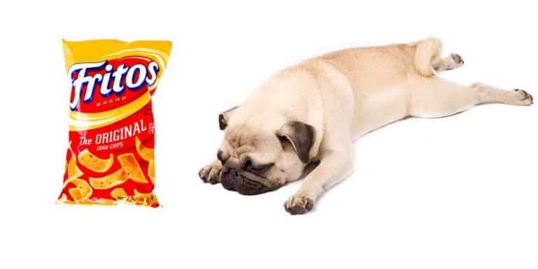 Why Do Pugs Smell Like Corn Chips What You Need to Know