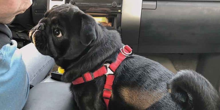 5 Of The Best Seat Belt For Pugs And Choosing The Right One