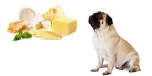 Can Pugs Eat Cheese Is It Safe and How To Feed It To Them