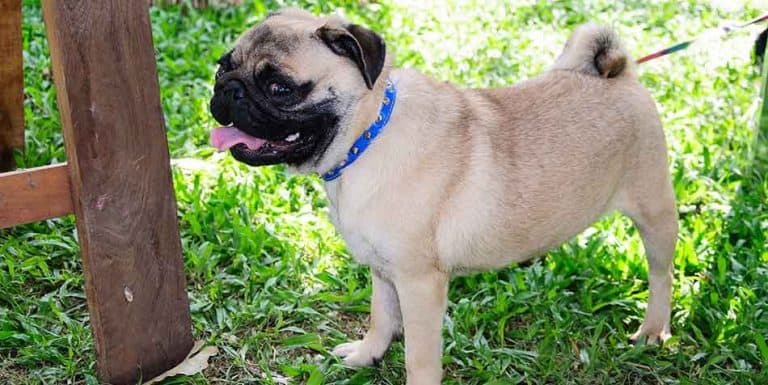 Can You Keep A Pug Outside? And Is It Really Safe?