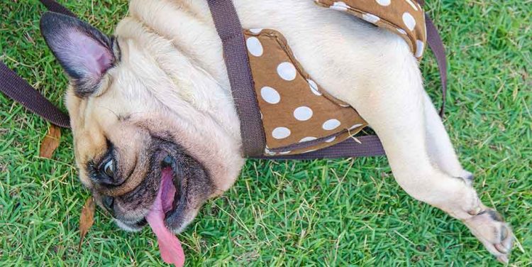 Why Do Pugs Drool? A Look At The Causes and Meaning Of It