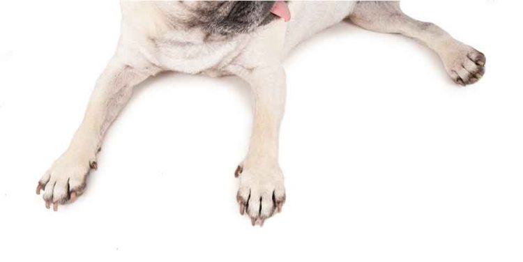 Do Pugs Have Webbed Feet And A Look At The Breeds That Do