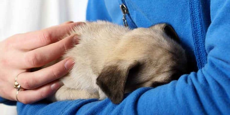 Do Pugs Like to Cuddle And Why They Love It