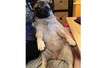 Why Do Pugs Sit Like Humans And Is It Actually Comfortable?