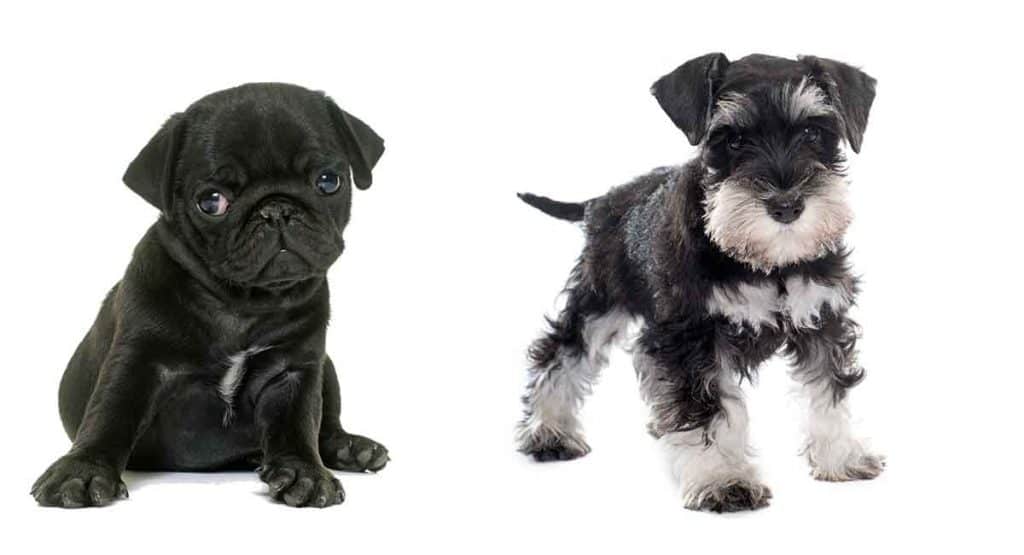 What Is A Pug Hybrid And 11 Of The Most Popular