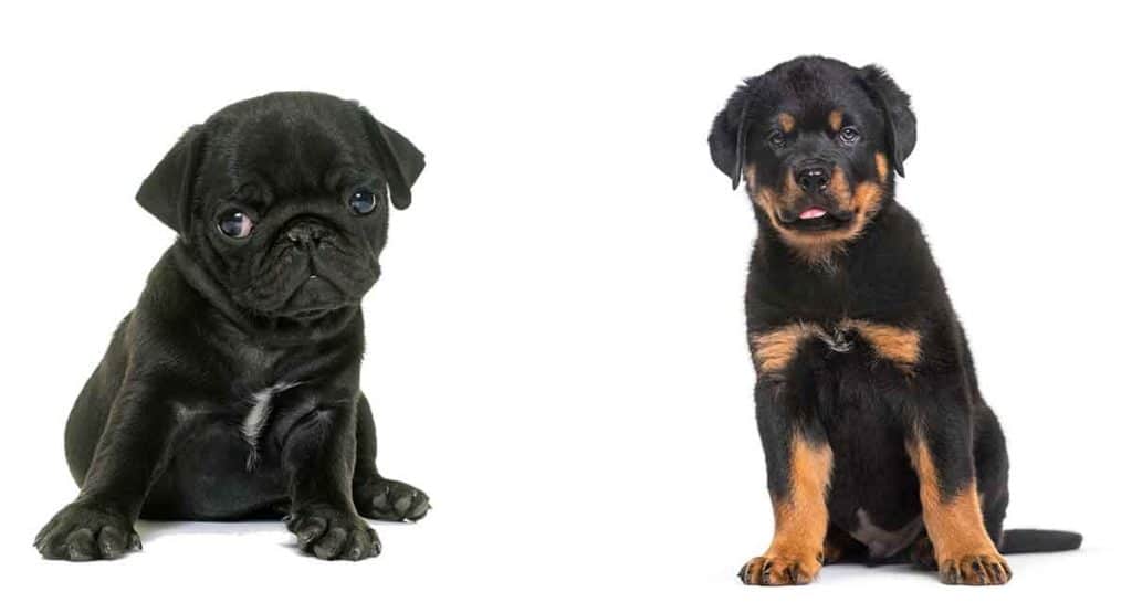 What Is A Pug Hybrid And 11 Of The Most Popular