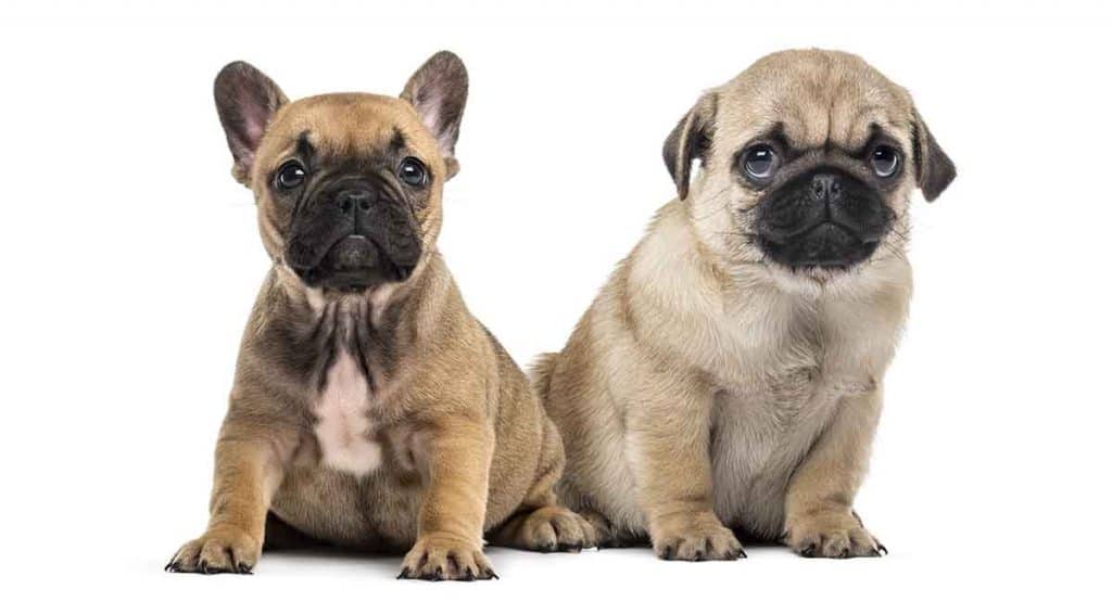 What Is A Pug Hybrid And 11 Of The Most Popular