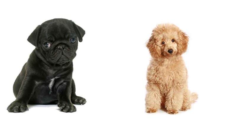 What Is A Pug Hybrid And 11 Of The Most Popular