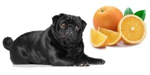 Can Pugs Eat Oranges Safely And A Look At The Benefits