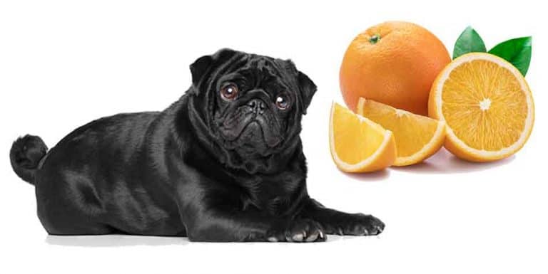 Can Pugs Eat Oranges Safely And A Look At The Benefits