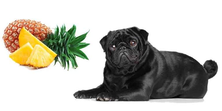 Can Pugs Eat Pineapple Safely And The Best Way To Feed Them