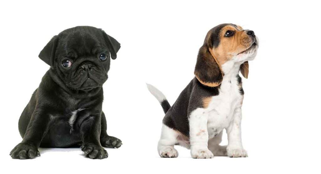 What Is A Pug Hybrid And 11 Of The Most Popular