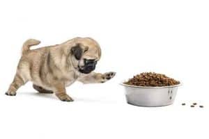 5 Of The Best Bowls for Pugs To Avoid Bloat - Black Pug Site