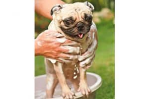 5 Of the Best Shampoo For Pugs To Fight Odor And Itching