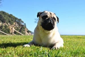 Pug Skin Rash: What It Is And How to Treat It