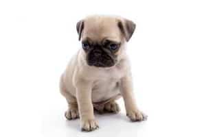 How Do I Know If My Pug Is Happy? 13 Signs To Look For