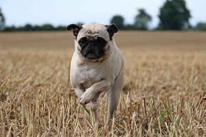 How Do I Know If My Pug Is Happy? 13 Signs To Look For