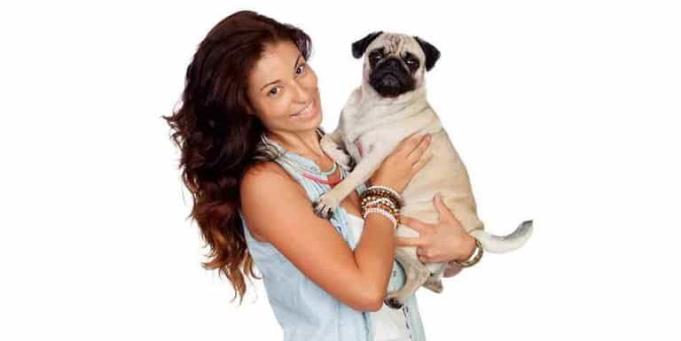 Do Pugs Like To Be Picked Up And The Signs To Look For
