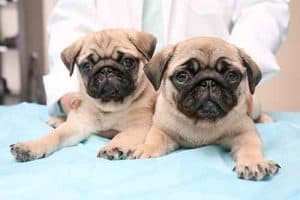 Pug Problems: 13 Health Problems They Can Suffer From