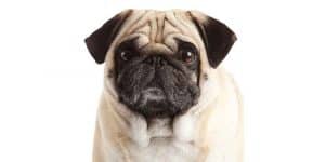 Why Do Pugs Have Smashed Faces? And What Does It Mean?