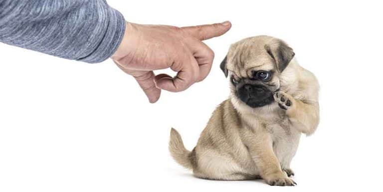 How to Discipline A Pug Using Positive Reinforcement