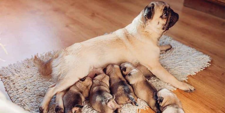 Pug Pregnancy Understanding What It is And How To Spot It - Black Pug Site