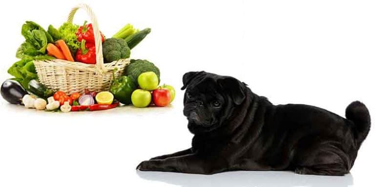 Can Pugs Eat Vegetables And A Look At The Best Ones