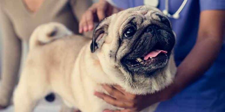 How To Keep Your Pug Healthy And Happy The Ultimate Guide