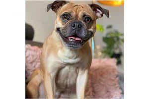 Is The Pug Pitbull Mix A Good Dog For Your Family?