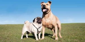 Is The Pug Pitbull Mix A Good Dog For Your Family?